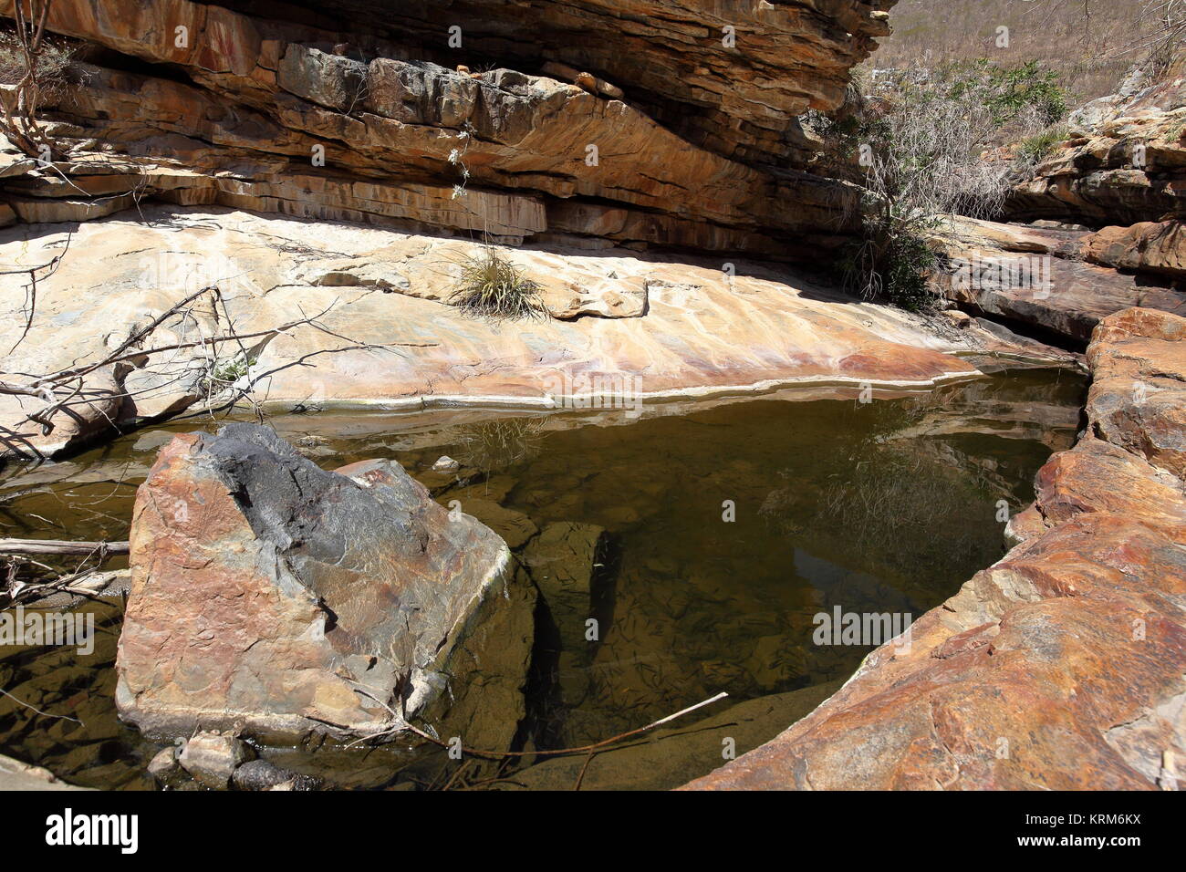 the landscape of the caatinga in brazil Stock Photo - Alamy