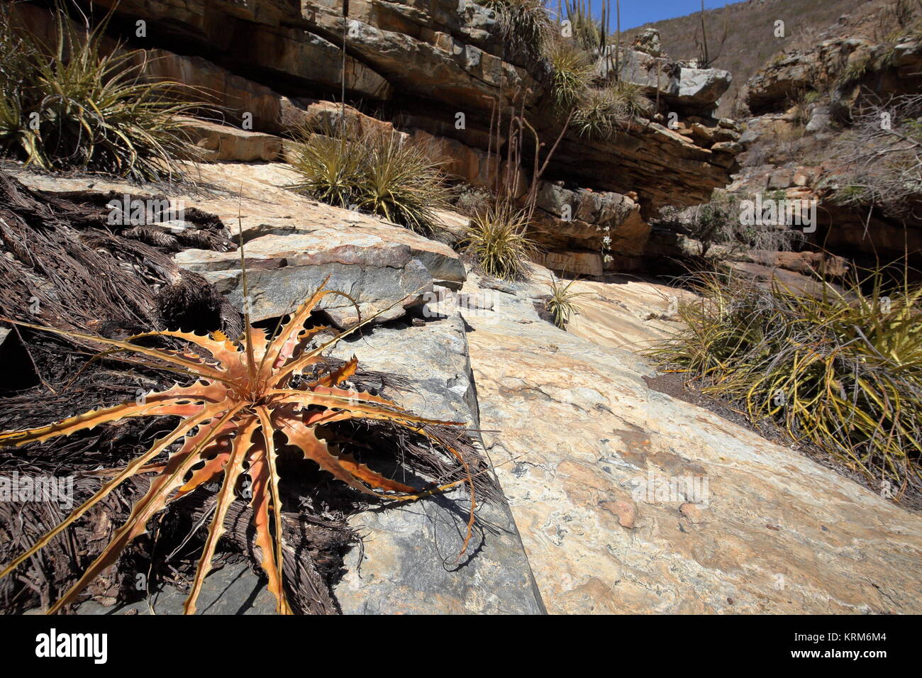 cacti in the caatinga in brazil Stock Photo - Alamy