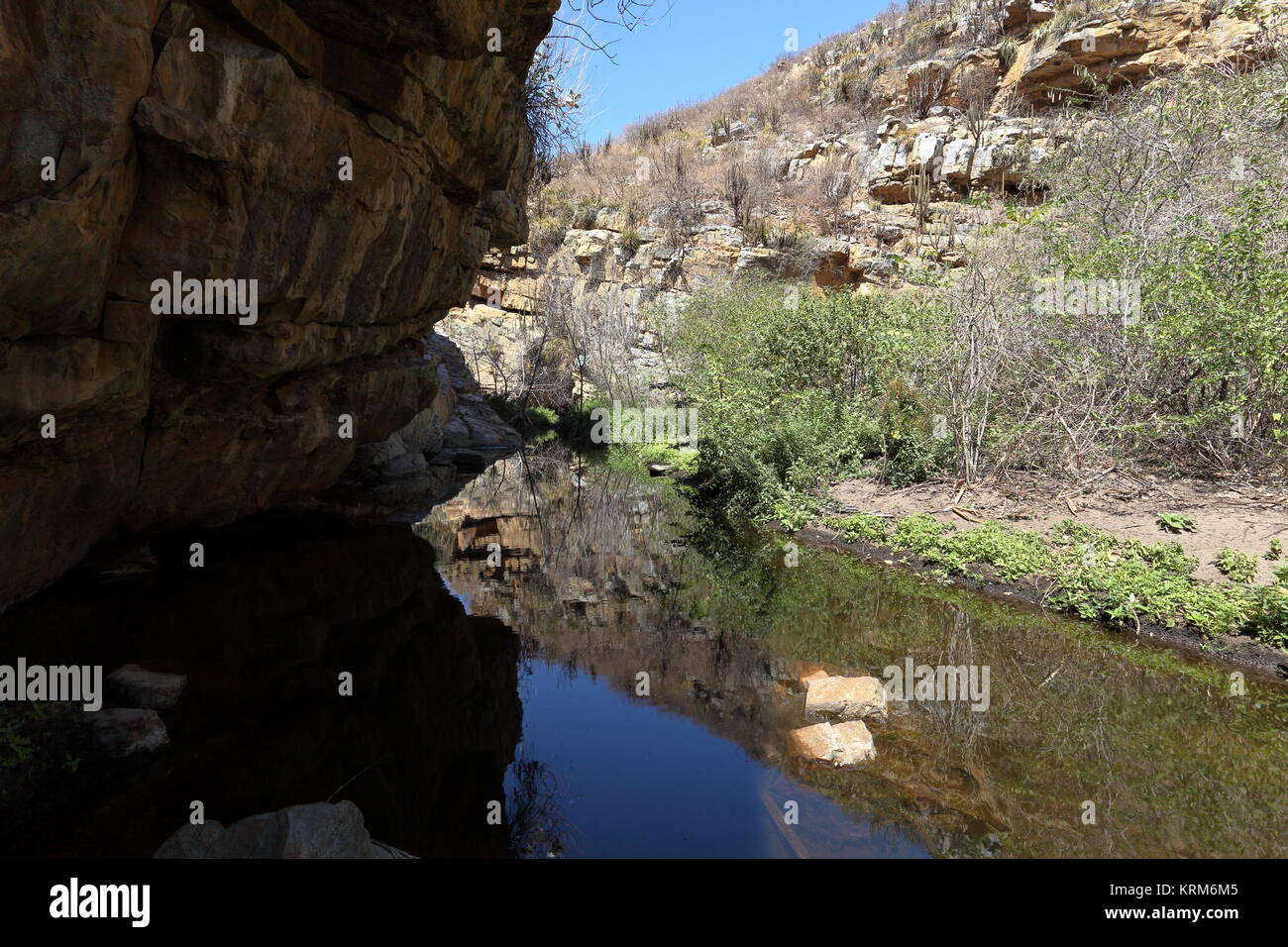 the landscape of the caatinga in brazil Stock Photo - Alamy