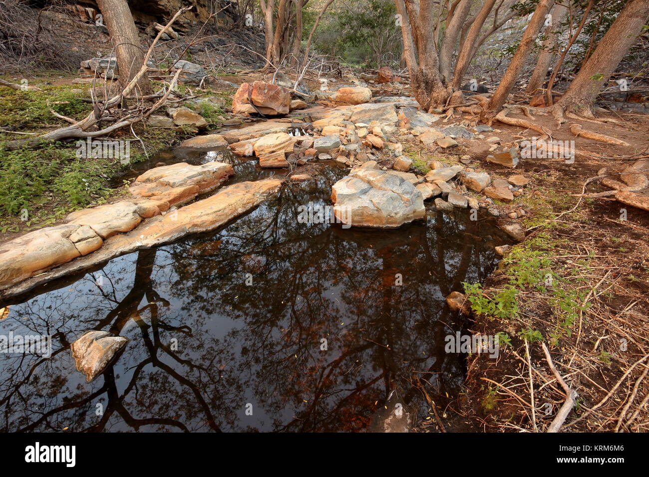 the landscape of the caatinga in brazil Stock Photo - Alamy