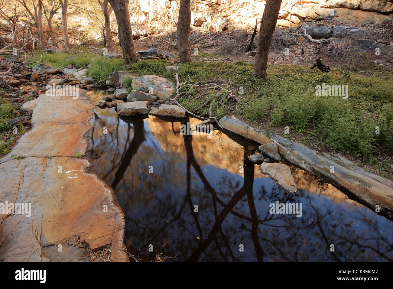 the landscape of the caatinga in brazil Stock Photo - Alamy