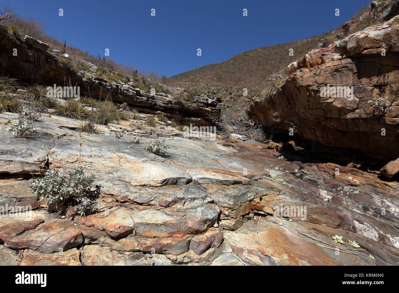 the landscape of the caatinga in brazil Stock Photo - Alamy