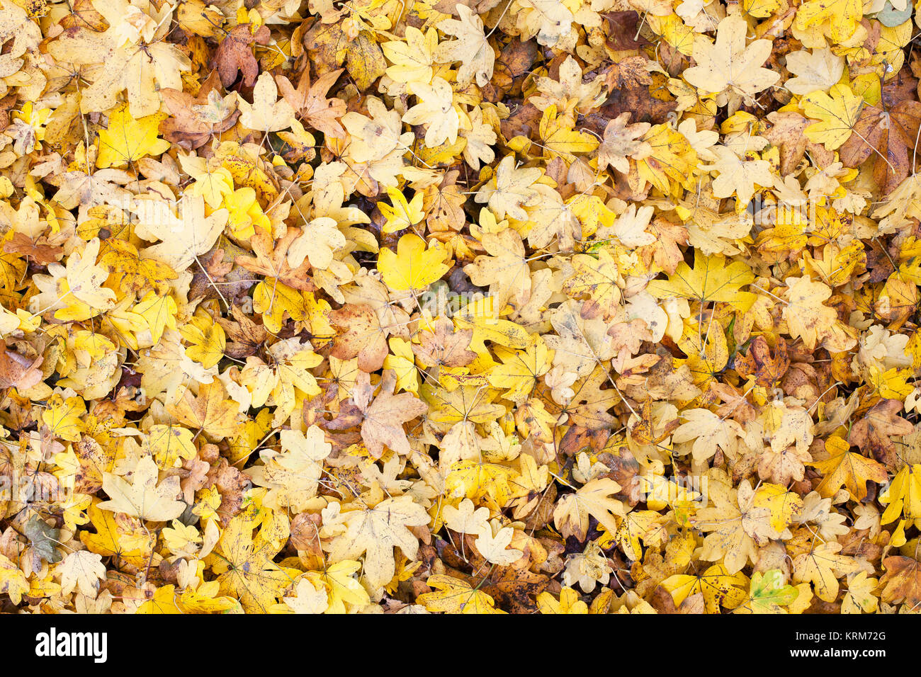 Autumn Leaves Background Stock Photo - Alamy