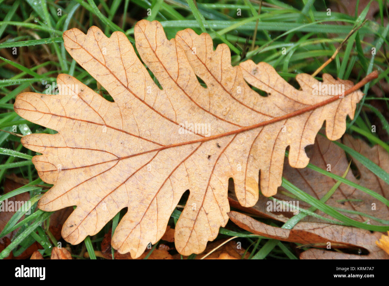 Ga Rten High Resolution Stock Photography and Images - Alamy