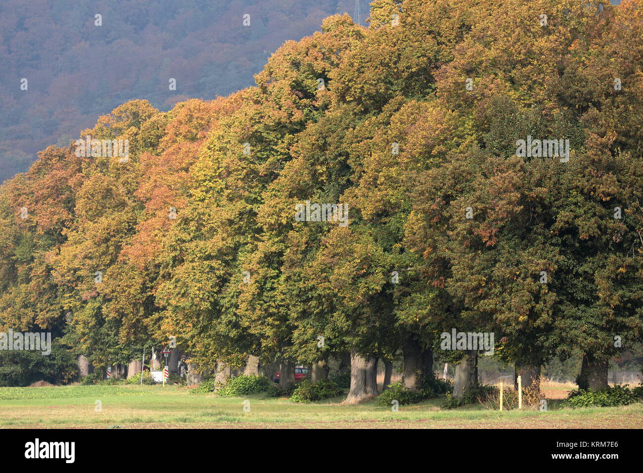 the lindenbaum avenue near herleshausen hesse Stock Photo - Alamy