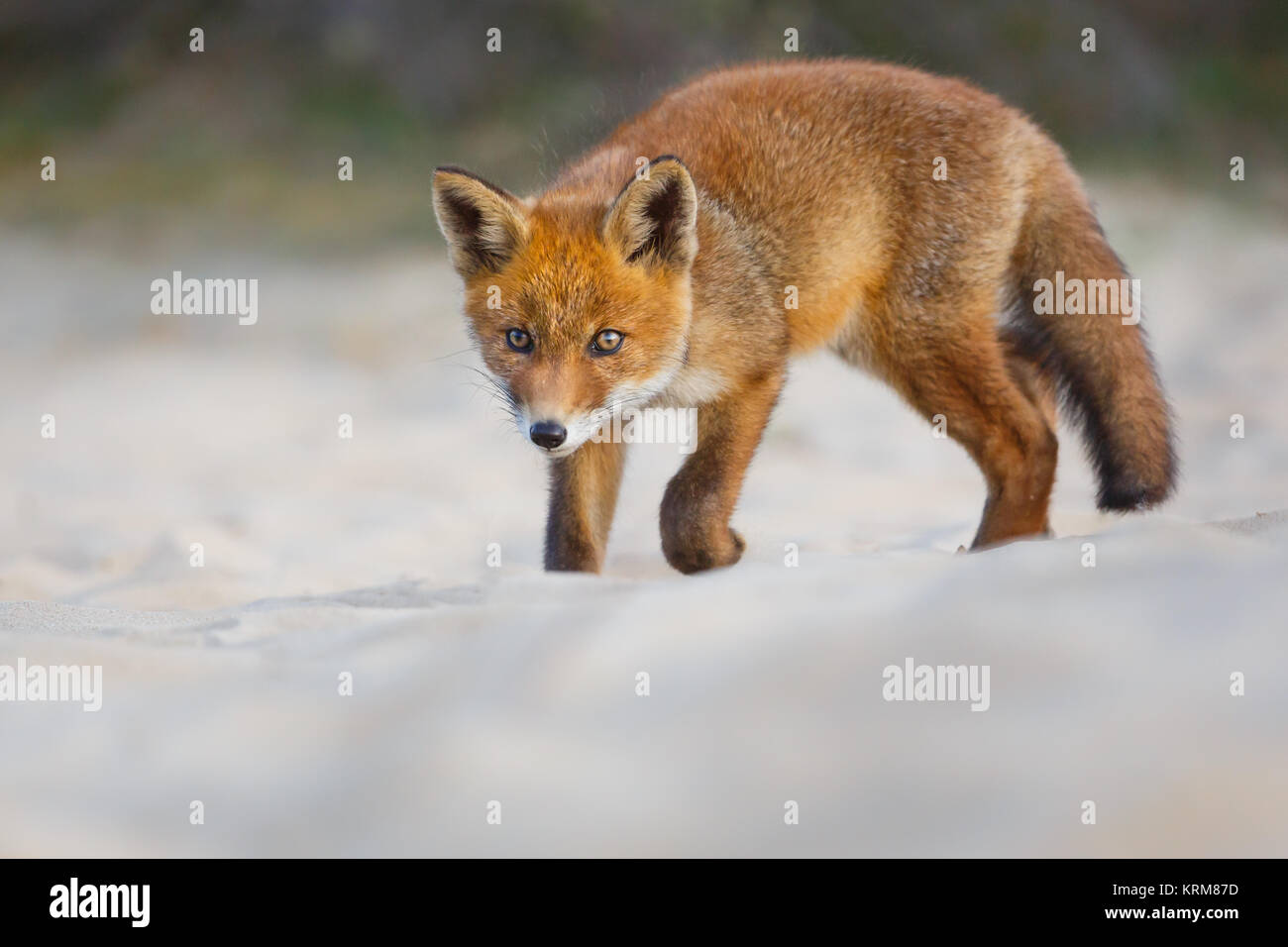 red fox cub during springtime Stock Photo - Alamy
