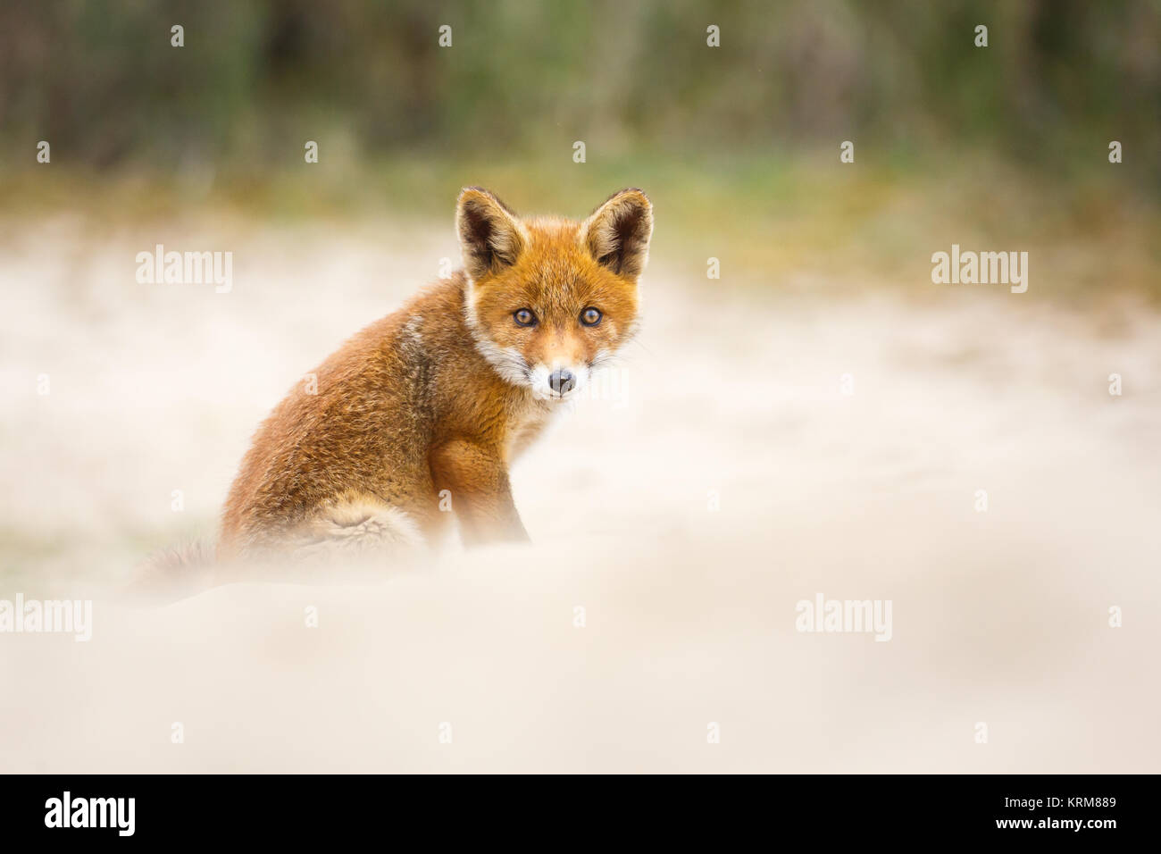 red fox cub during springtime Stock Photo - Alamy