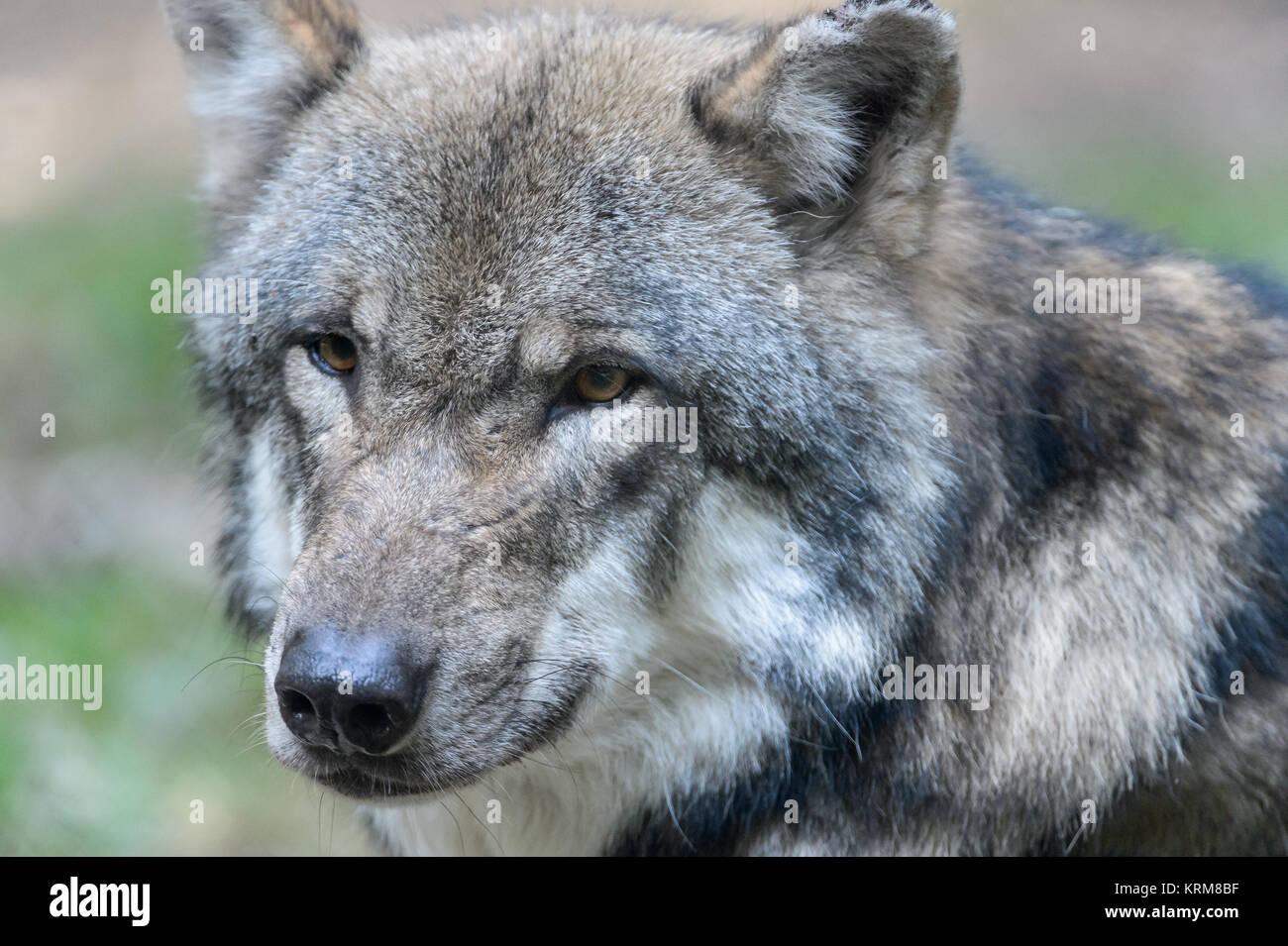 portrait of a wolf Stock Photo - Alamy