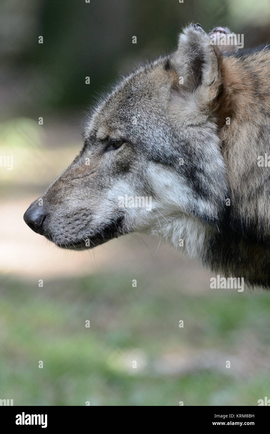 portrait of a wolf Stock Photo - Alamy