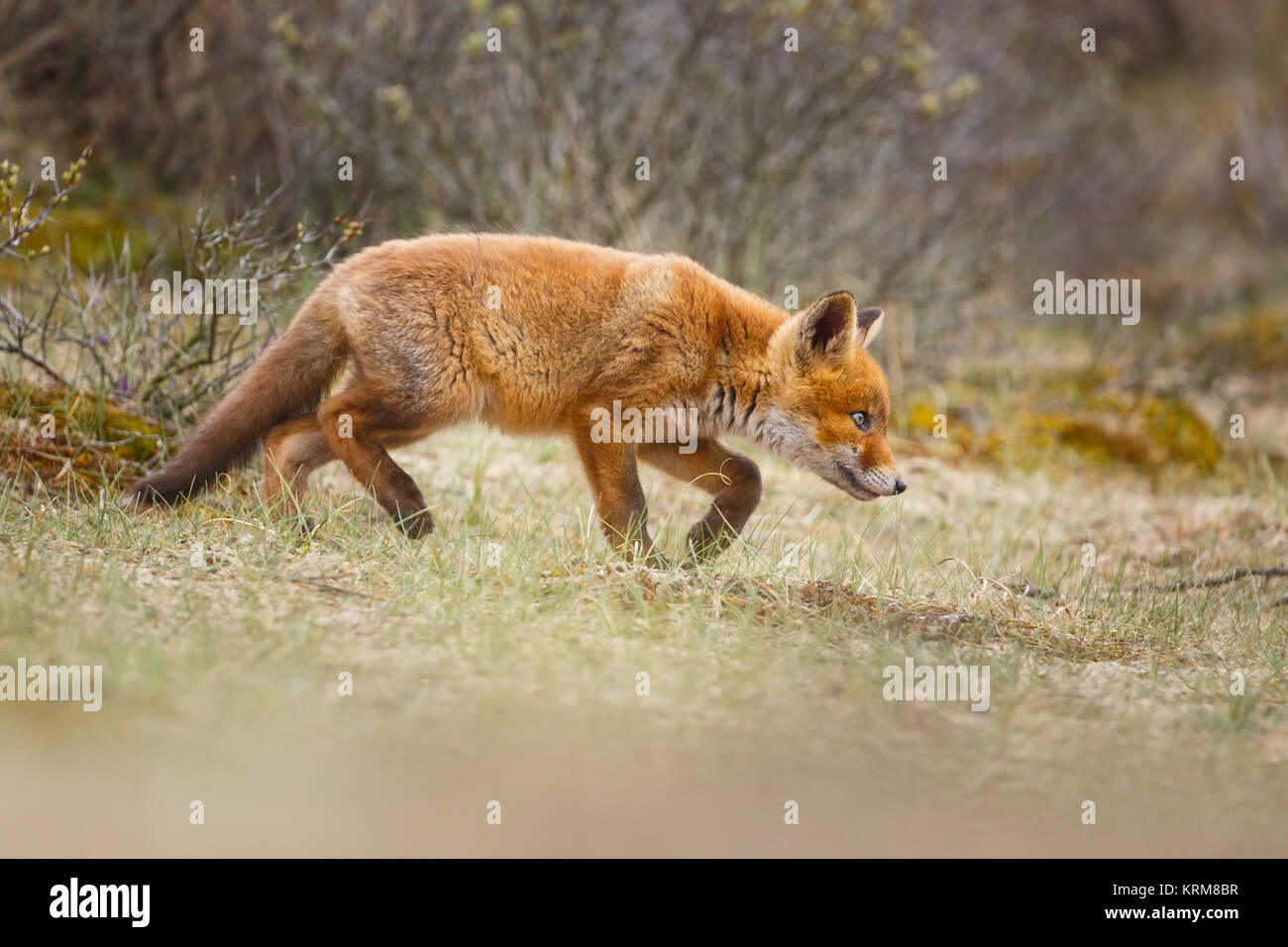 red fox cub during springtime Stock Photo - Alamy