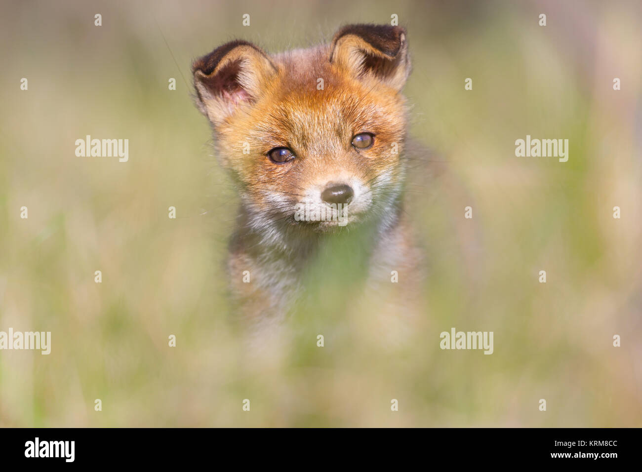 red fox cub during springtime Stock Photo - Alamy