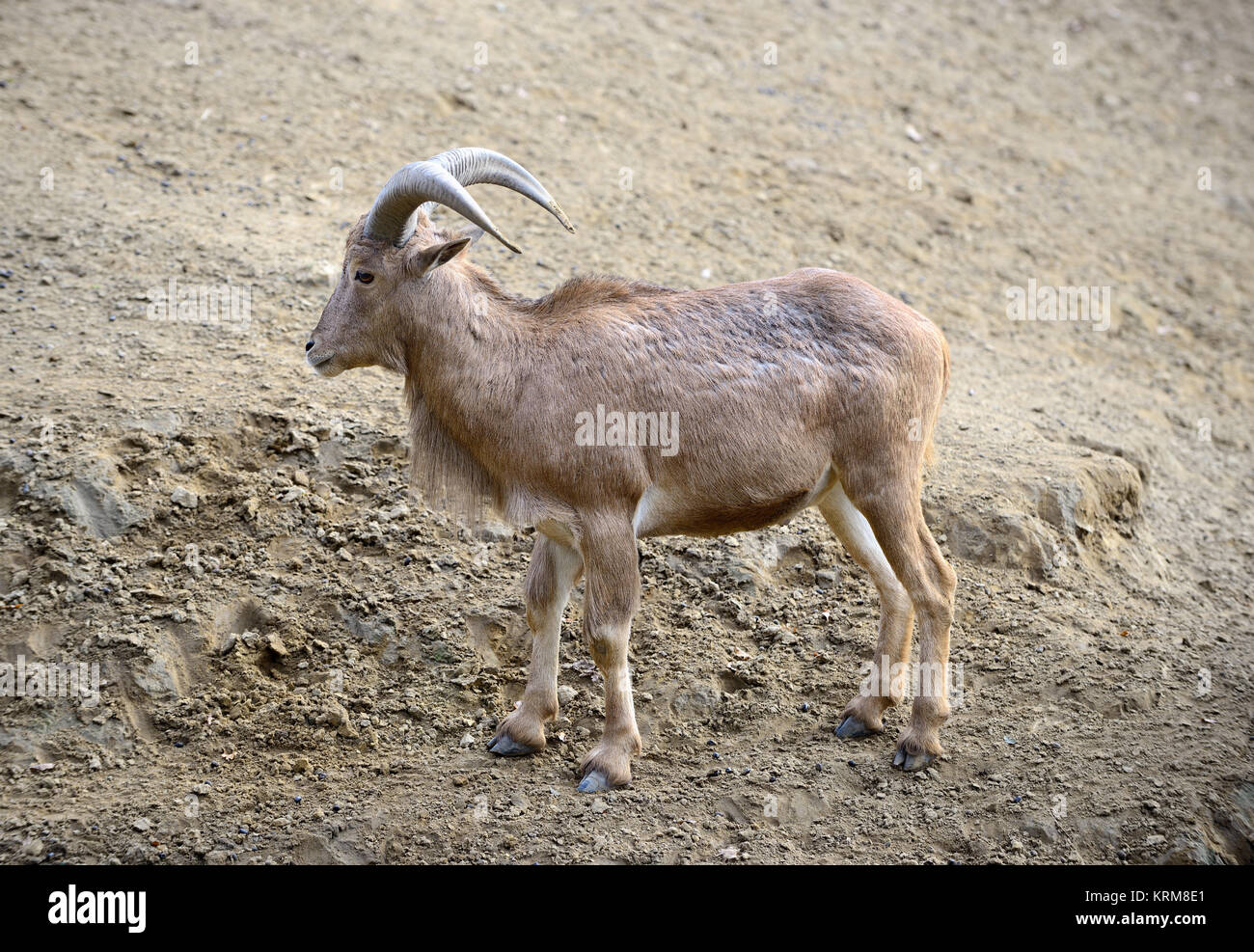 One Barbary sheep (Ammotragus lervia Stock Photo - Alamy