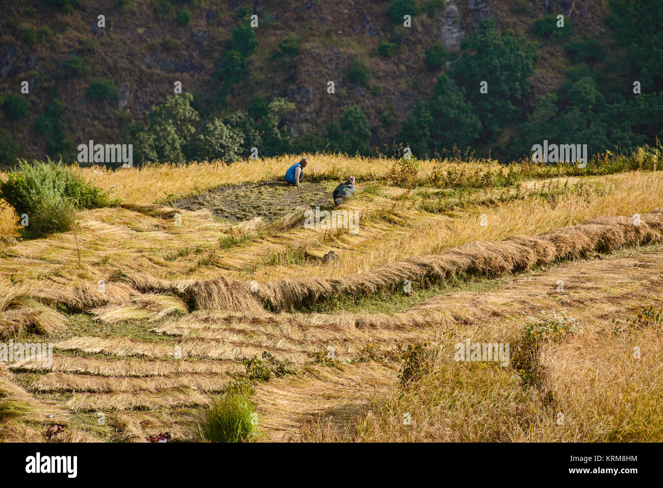 Rice harvest in Shikha village, Annapurnas, Nepal Stock Photo - Alamy