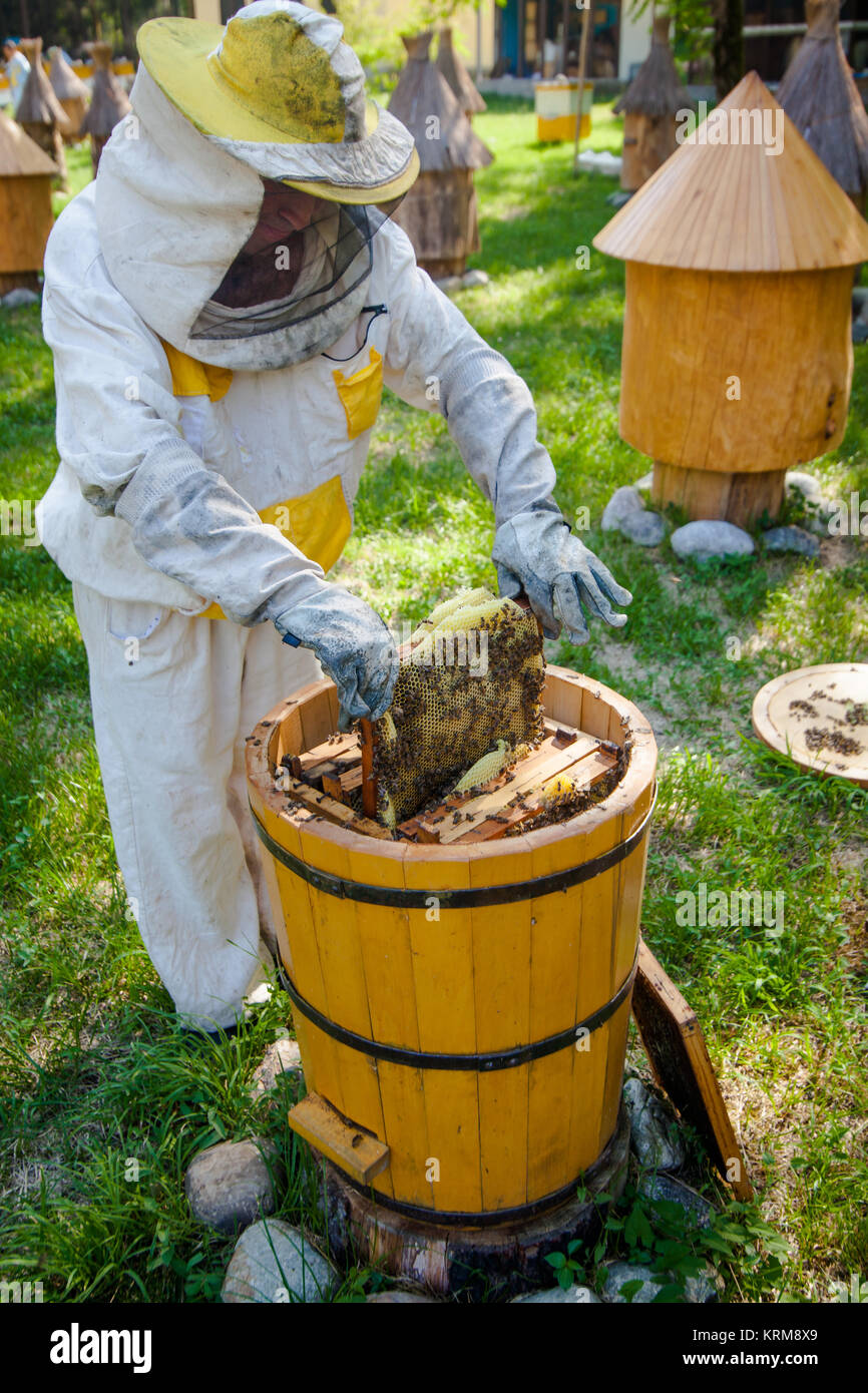 Beekeeper on apiary. Working apiarist. Beekeeper holding frame of ...