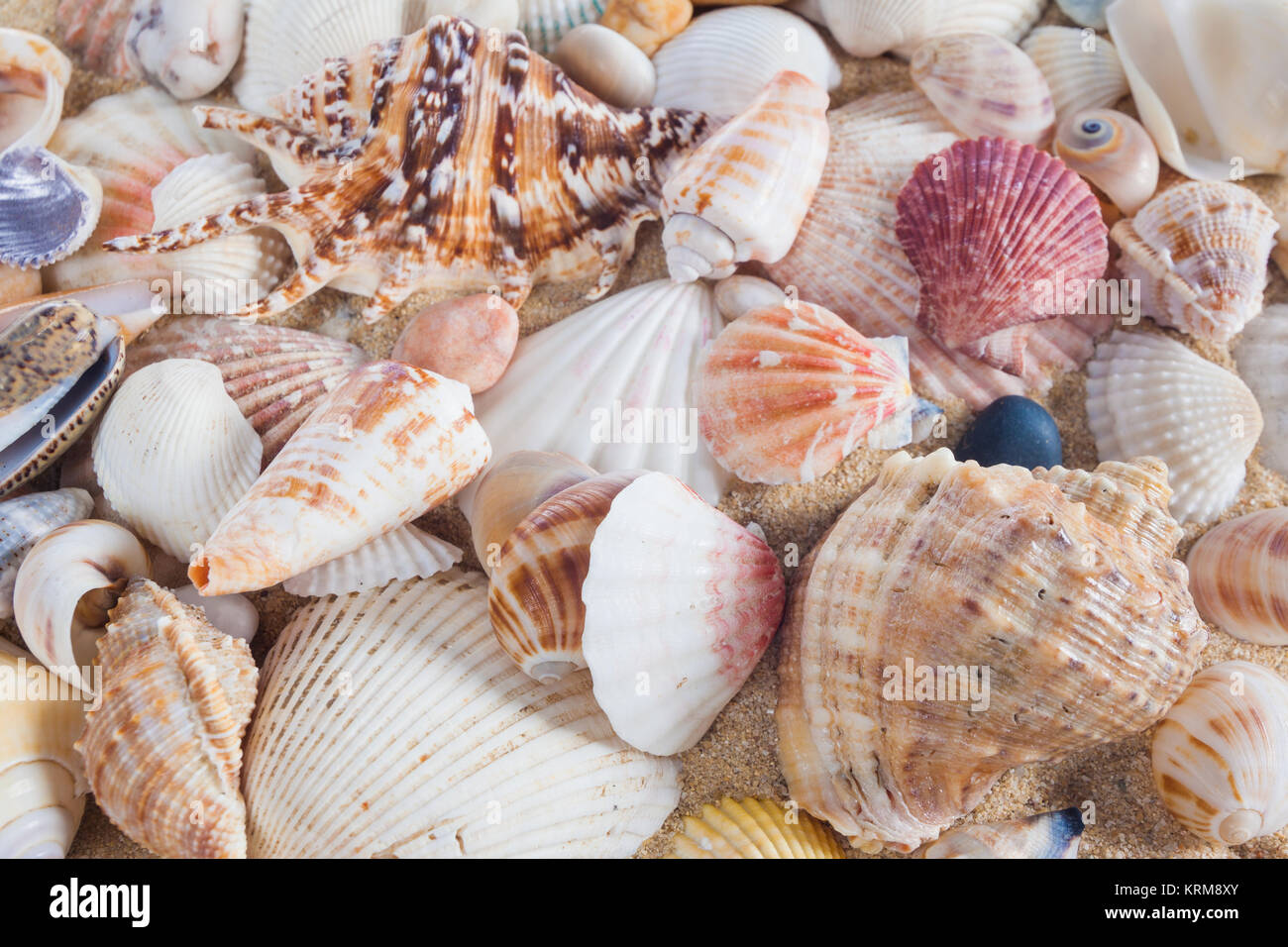 Shells and starfish on sandy beach. Summer background. Summer concept ...