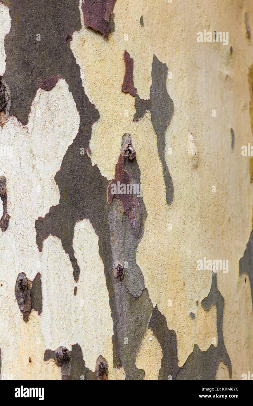 Wooden texture. Platan tree Stock Photo - Alamy