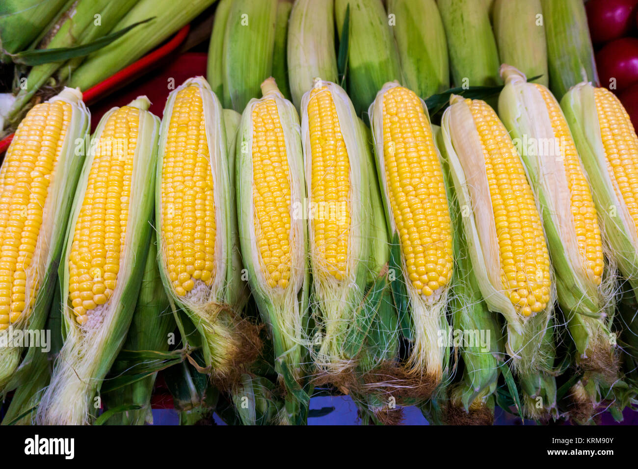Fresh organic corn. Sweet Corn pile. Corn for sale at farmers market ...
