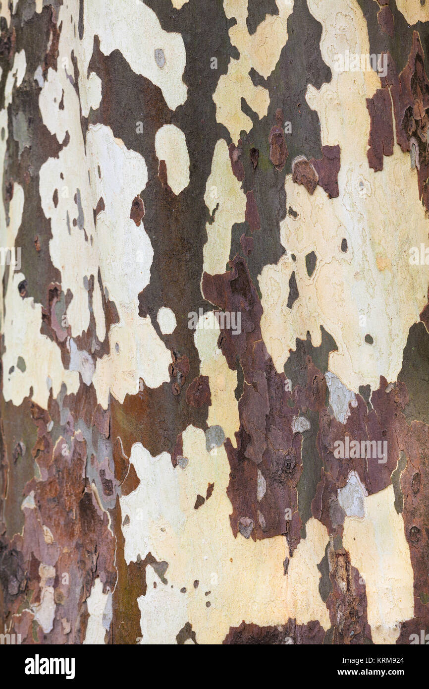 Wooden texture. Platan tree Stock Photo - Alamy