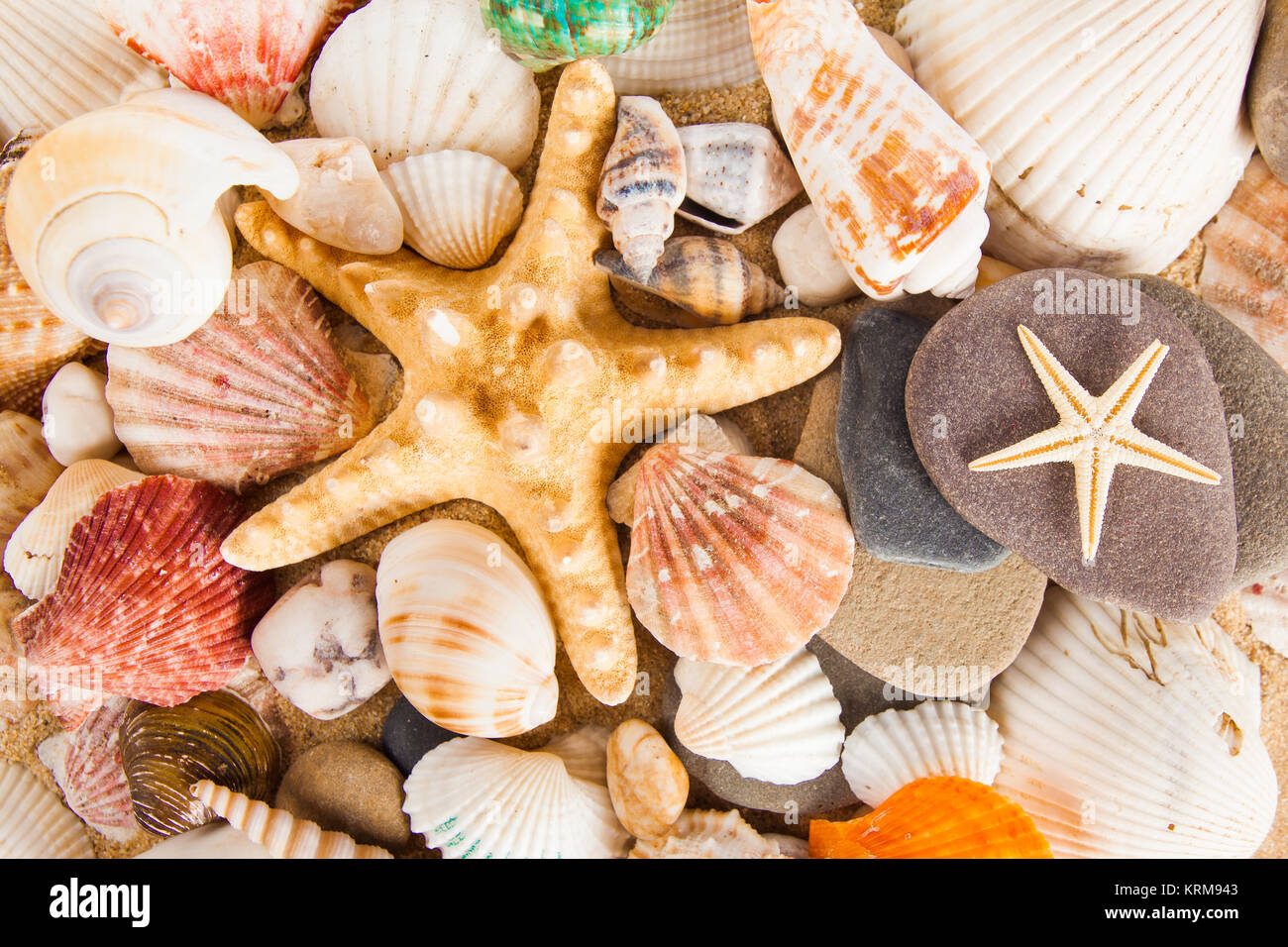 sea shells background Stock Photo - Alamy