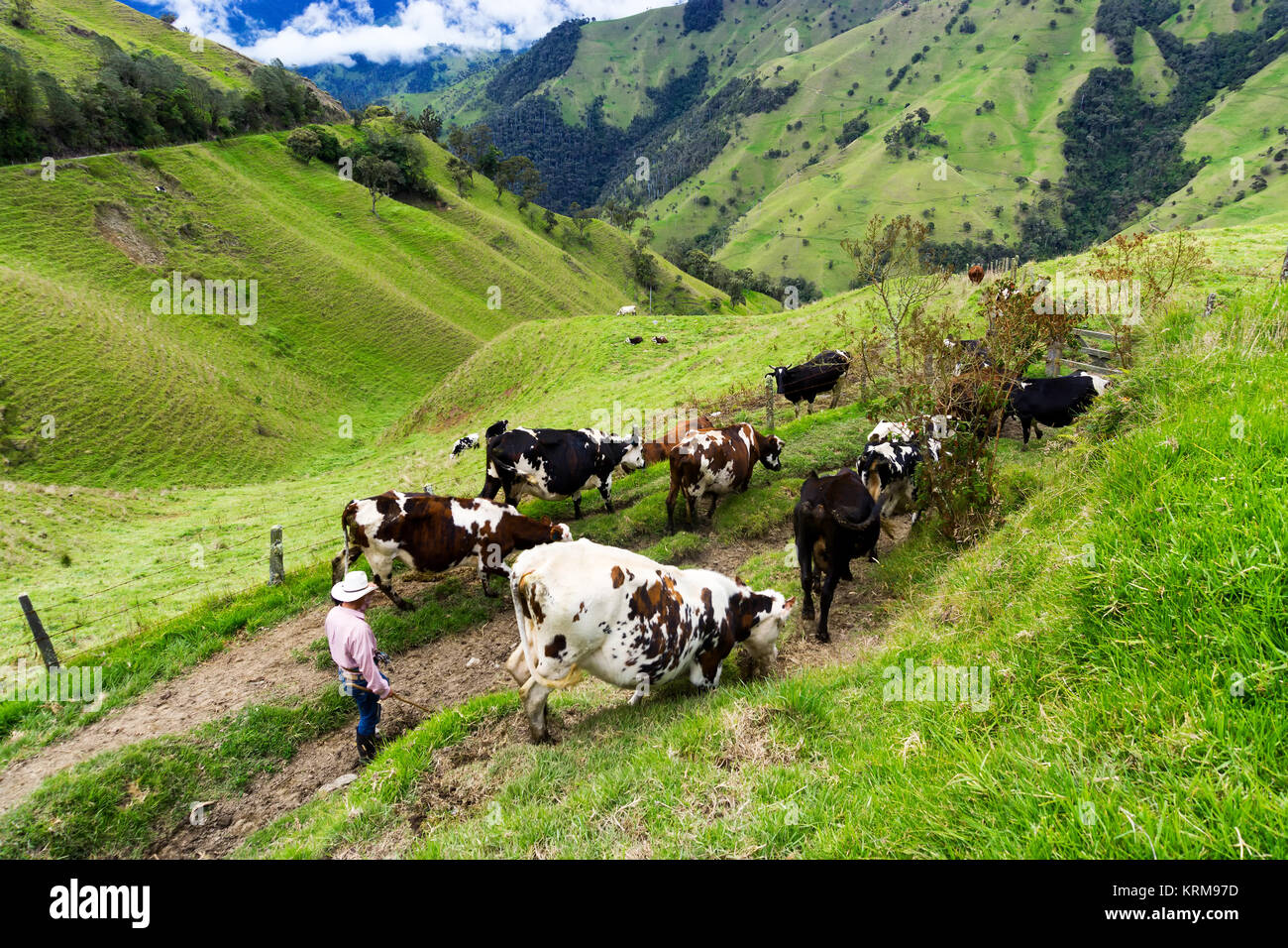 Colombia travel cows landscape hi-res stock photography and images - Alamy