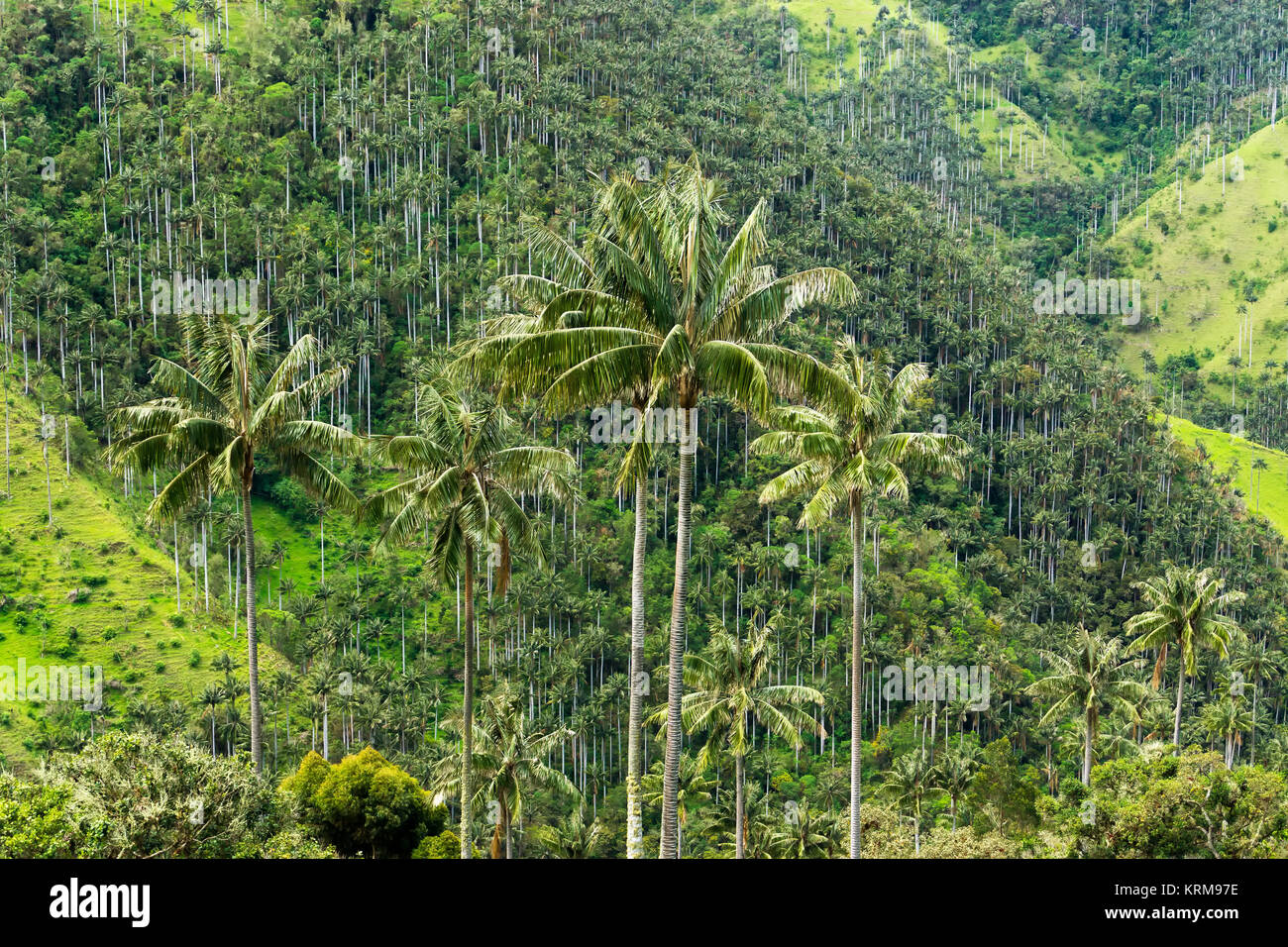 Wax Palm Tree Forest Stock Photo - Alamy