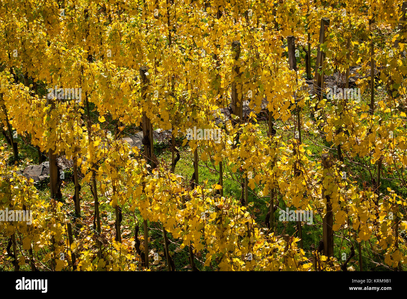 Vineyard on autumn season. Grape field Stock Photo - Alamy