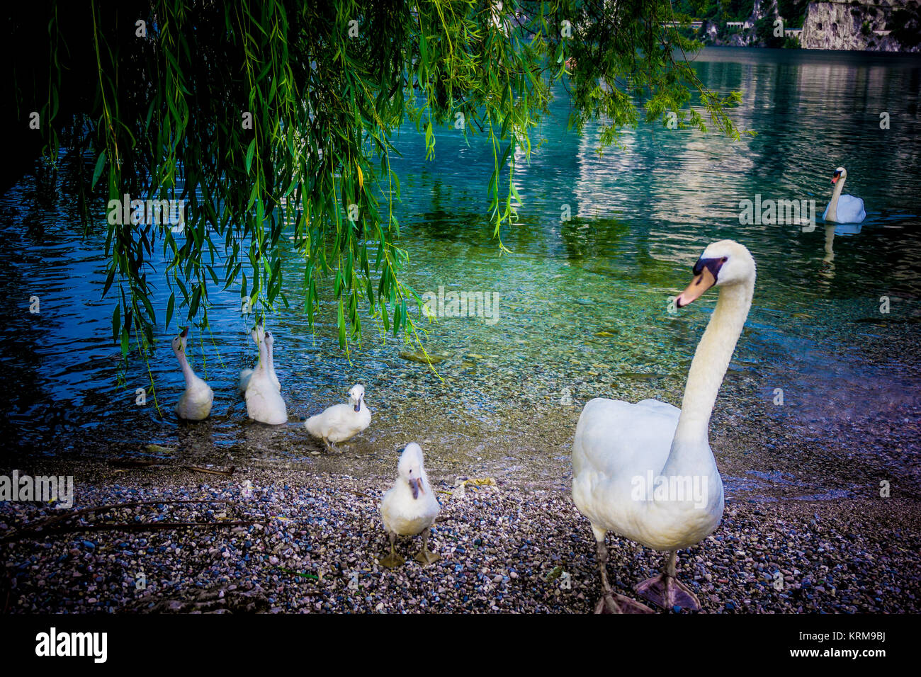 Chicken fart hi-res stock photography and images - Alamy