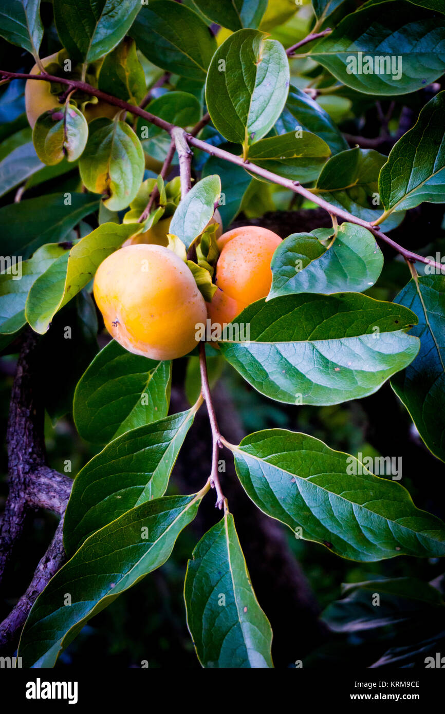 Kaki plum tree hi-res stock photography and images - Alamy