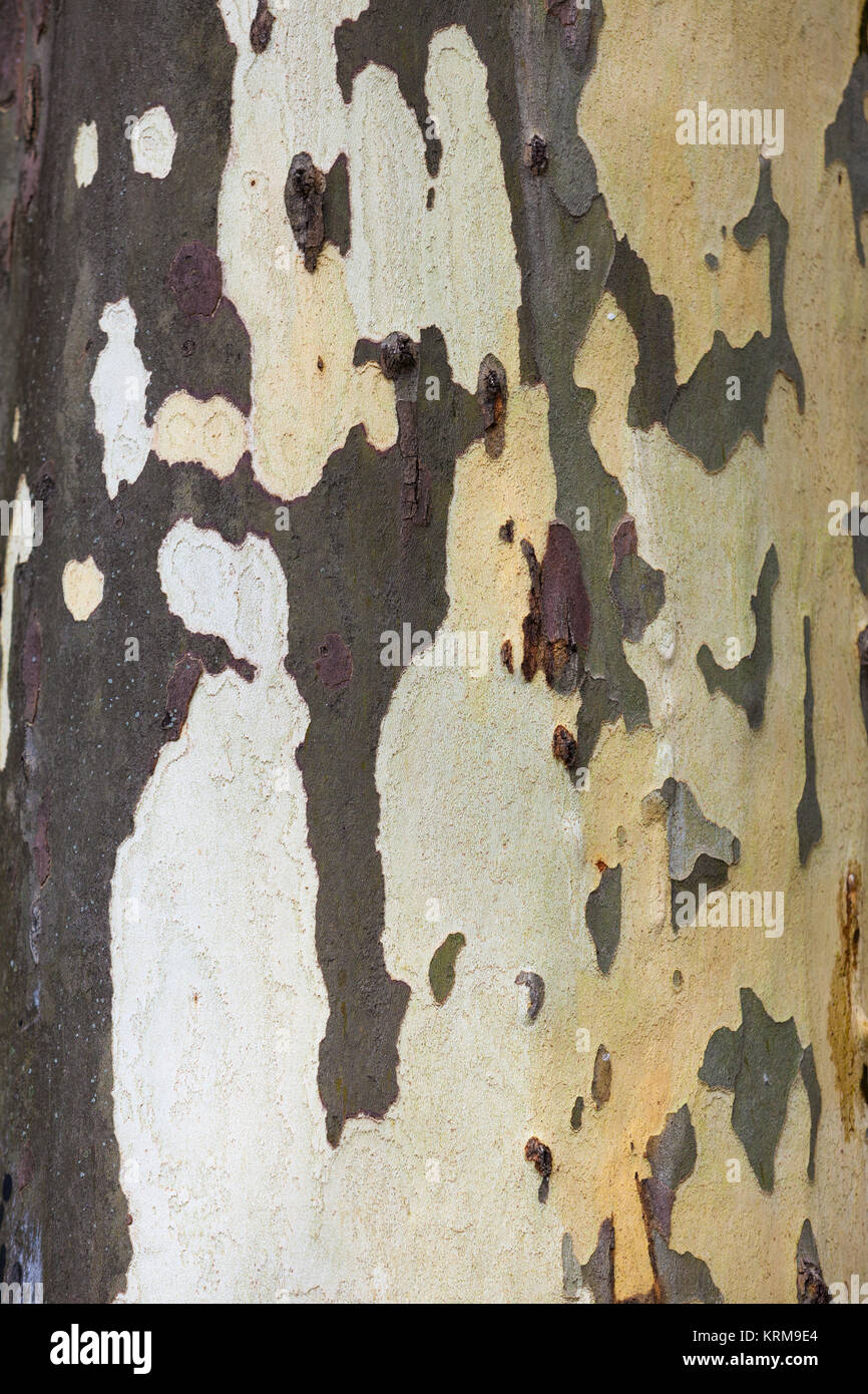 Wooden texture. Platan tree Stock Photo - Alamy