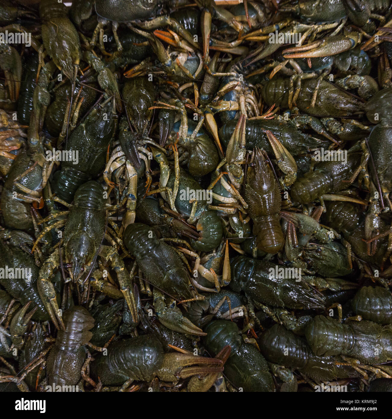 Live crayfish. fresh crayfish Stock Photo - Alamy
