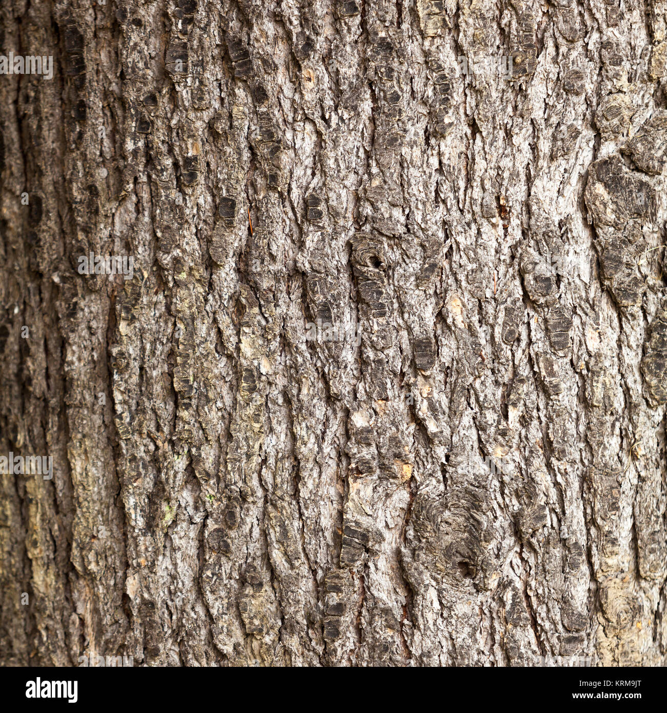 Bark Fissured Oak Tree High Resolution Stock Photography and Images - Alamy
