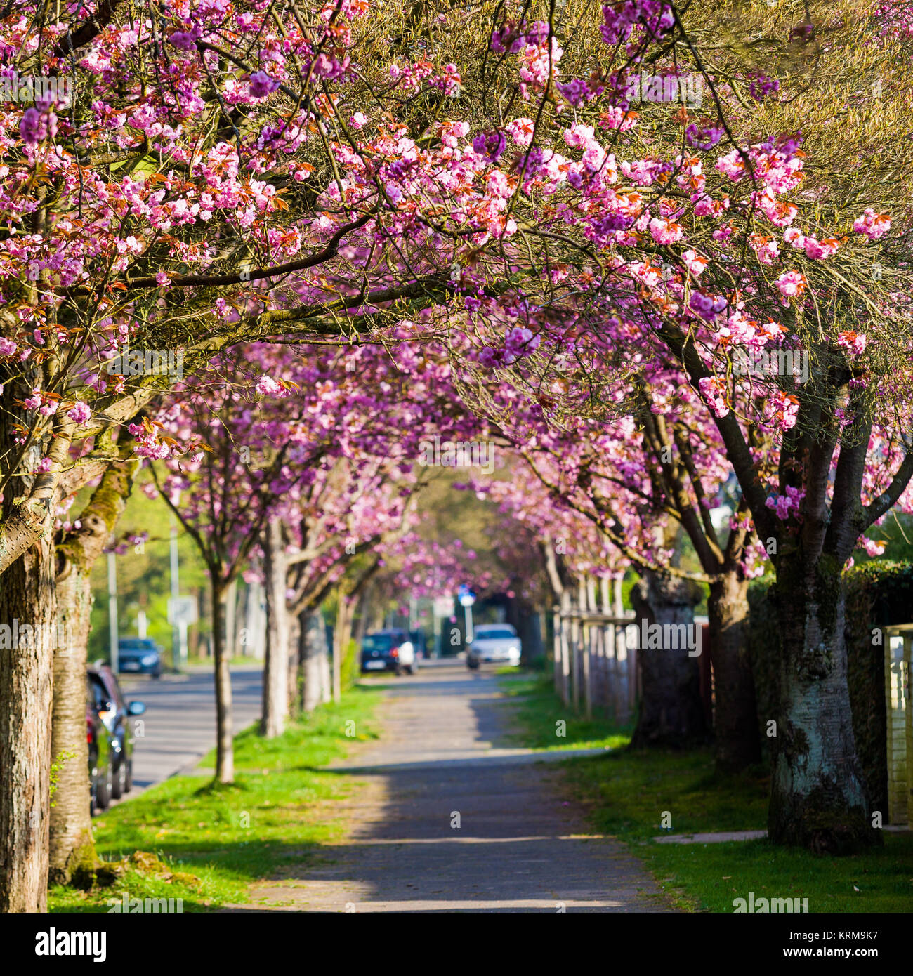 Cherry Blossom Pathway. Beautiful Landscape Stock Photo - Alamy