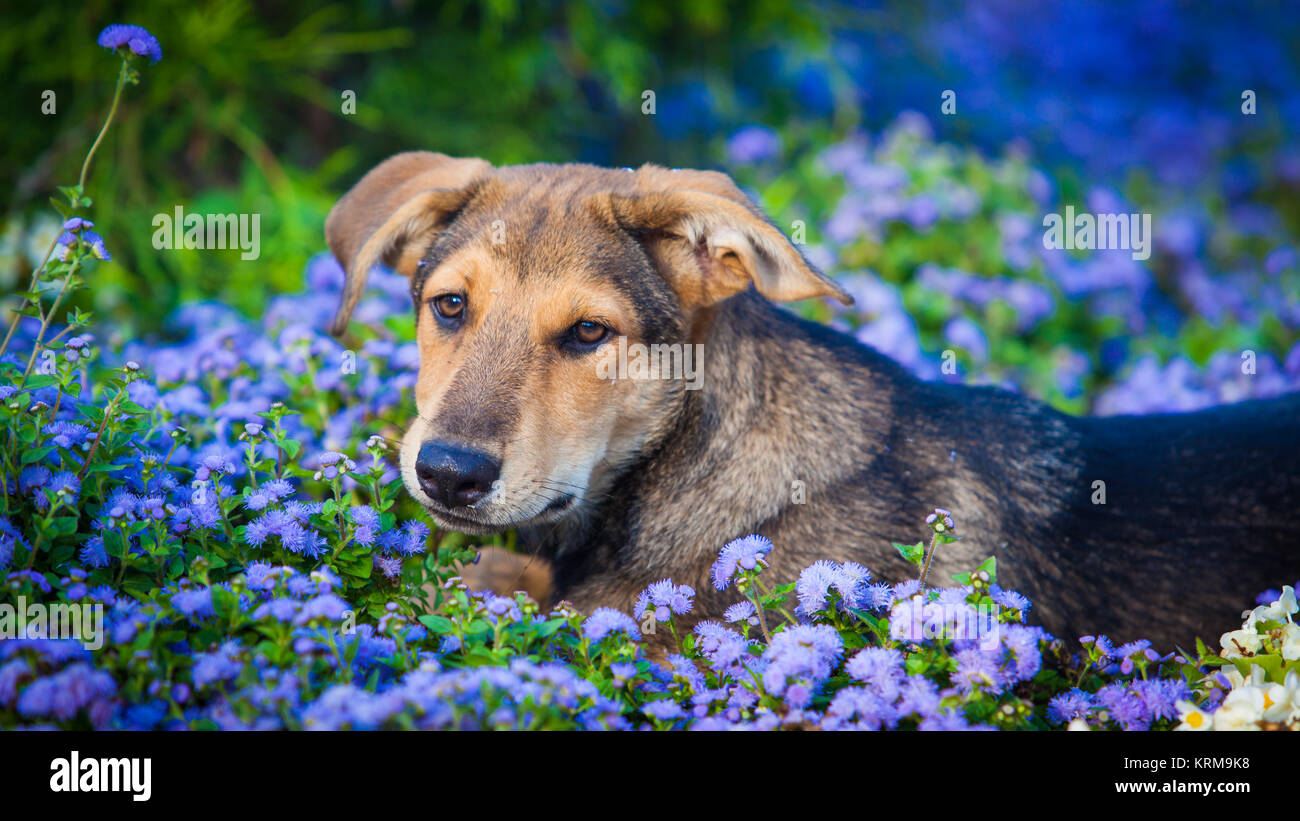 Dog in a flower field Stock Photo - Alamy