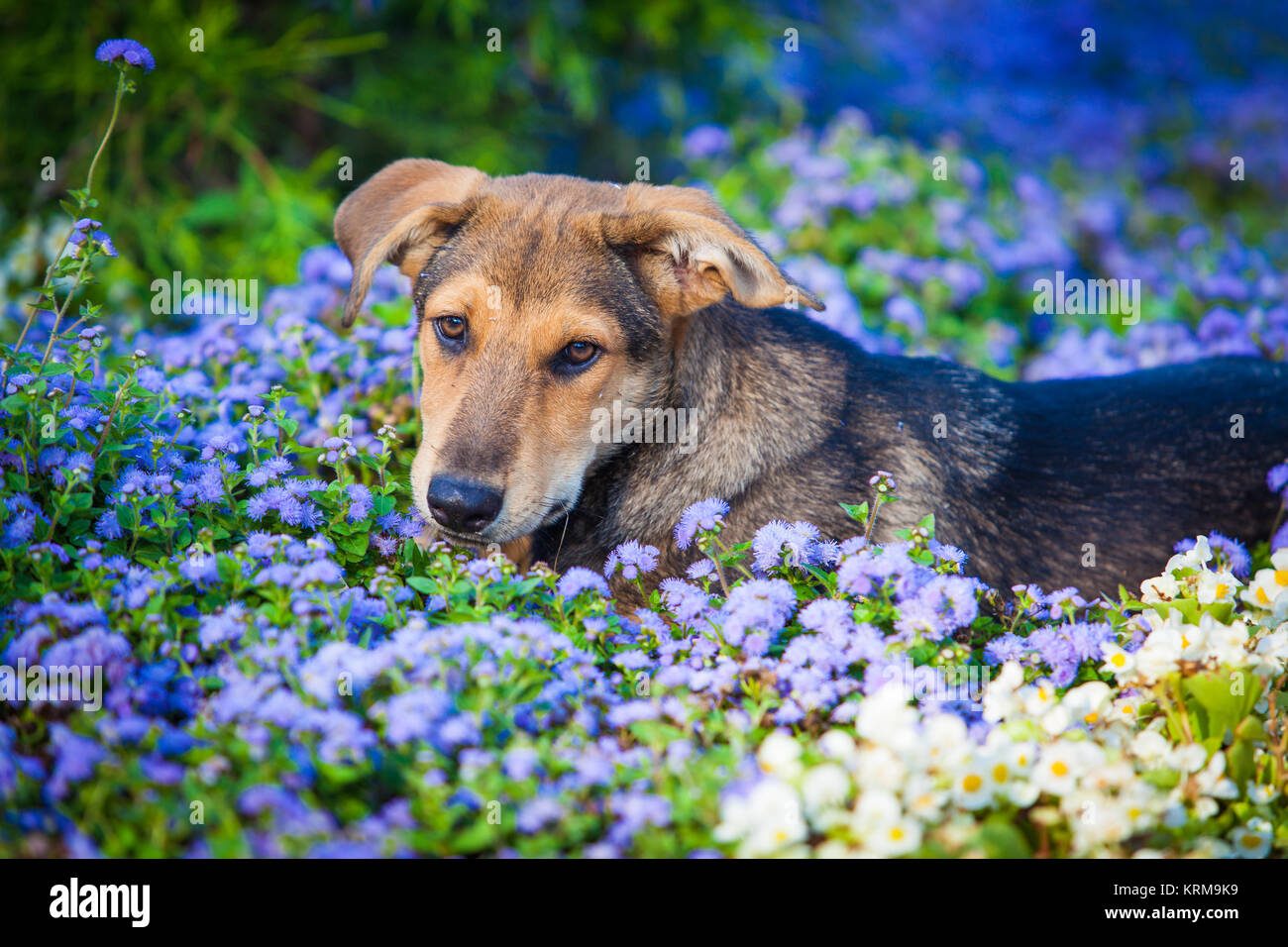 Dog in a flower field Stock Photo - Alamy