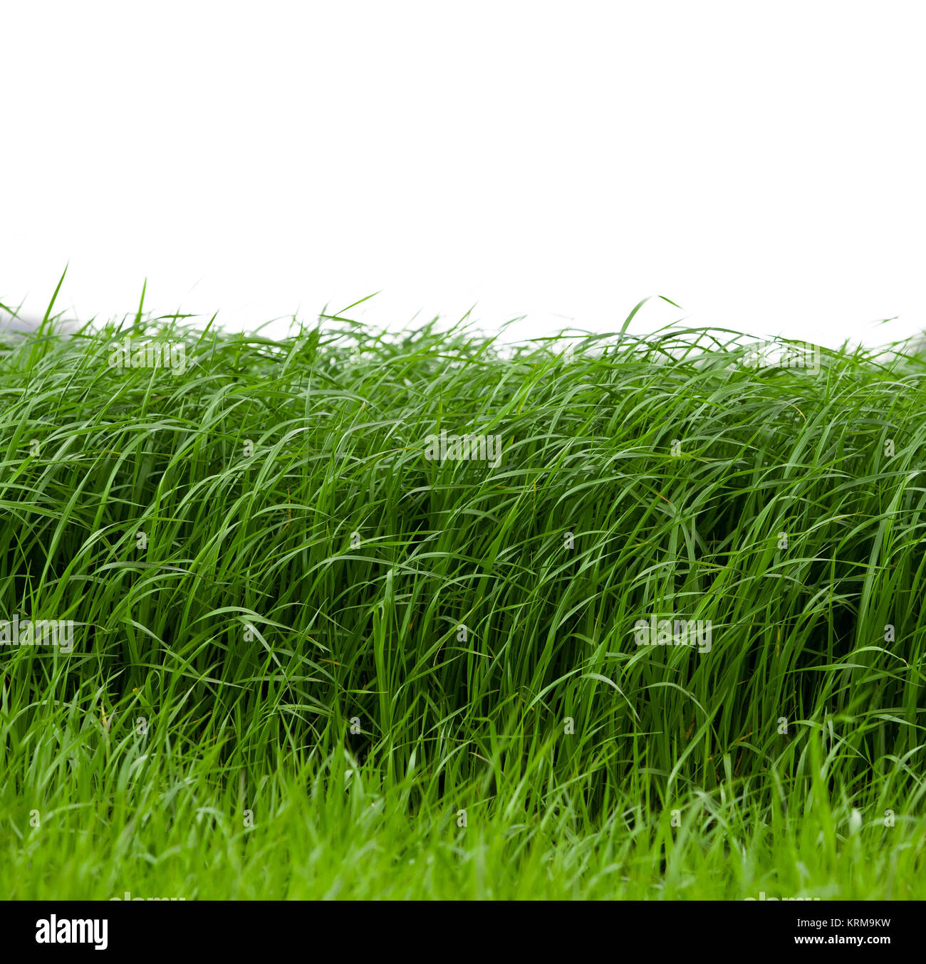 Grass isolated on white background Stock Photo - Alamy