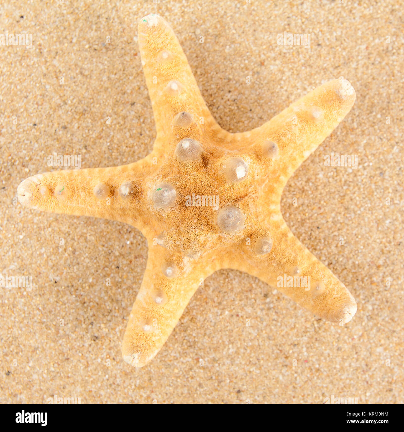Summer background. Beauty summer background for summer time .Starfish ...