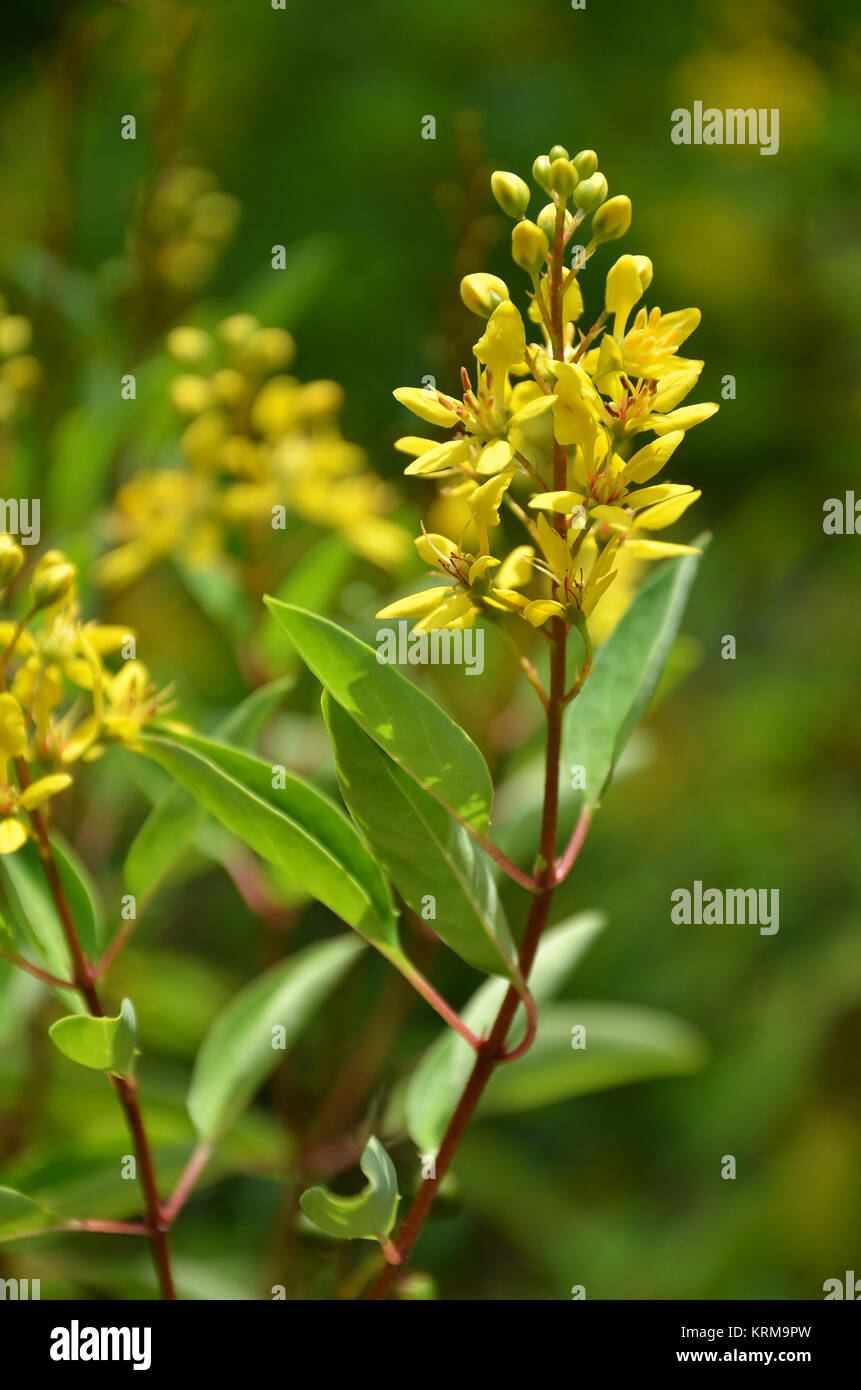 Thryallis are blooming with little golden flower Stock Photo - Alamy