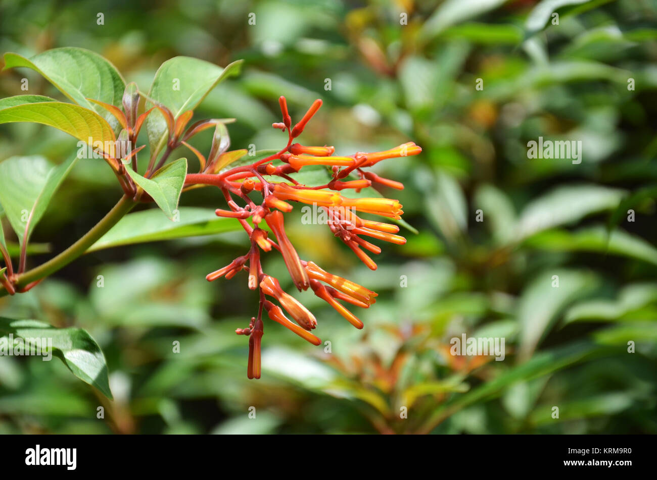 Firebush hummingbird bush hamelia hi-res stock photography and images ...