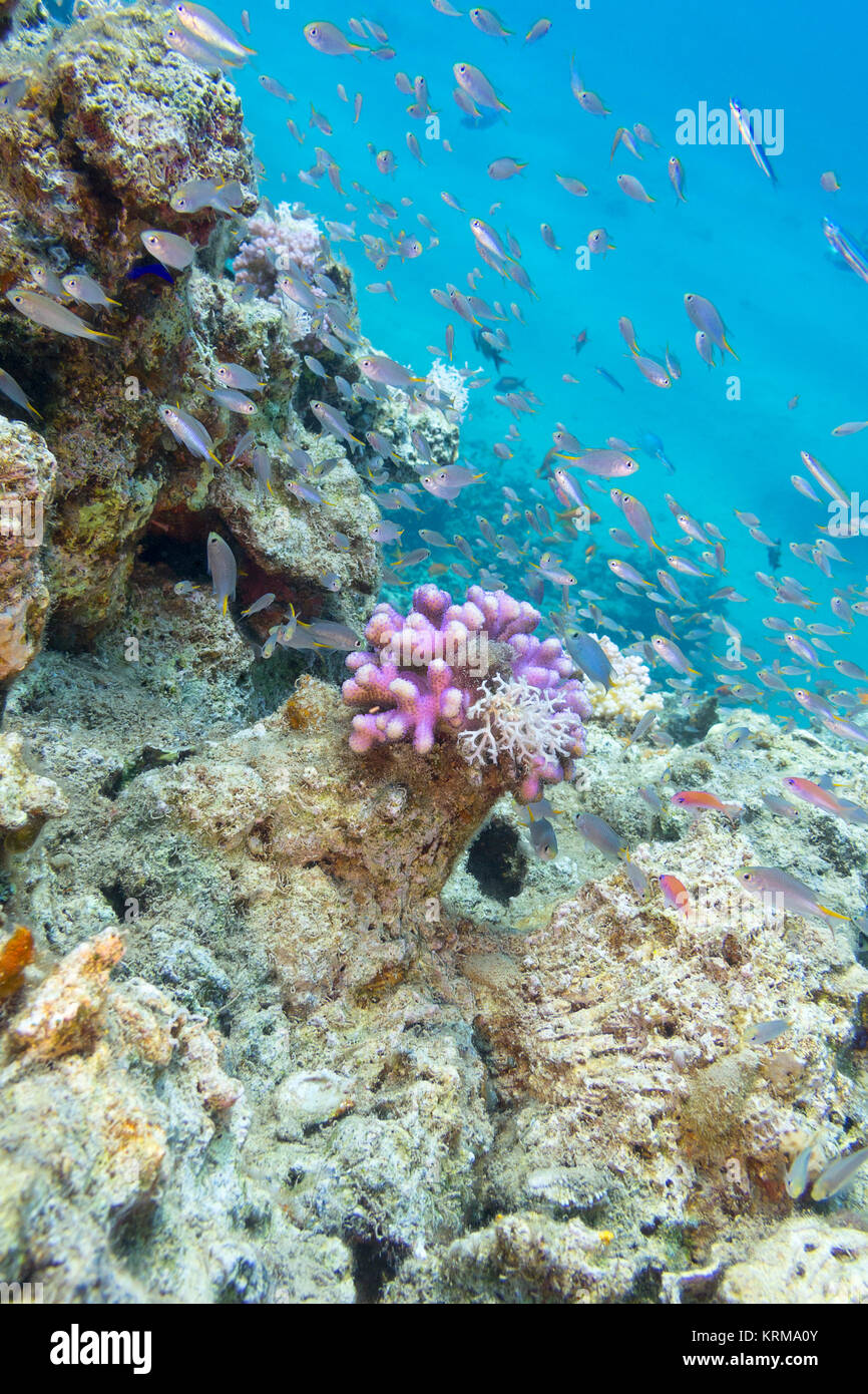 Coral reef with exotic fishes in tropical sea, underwater Stock Photo ...