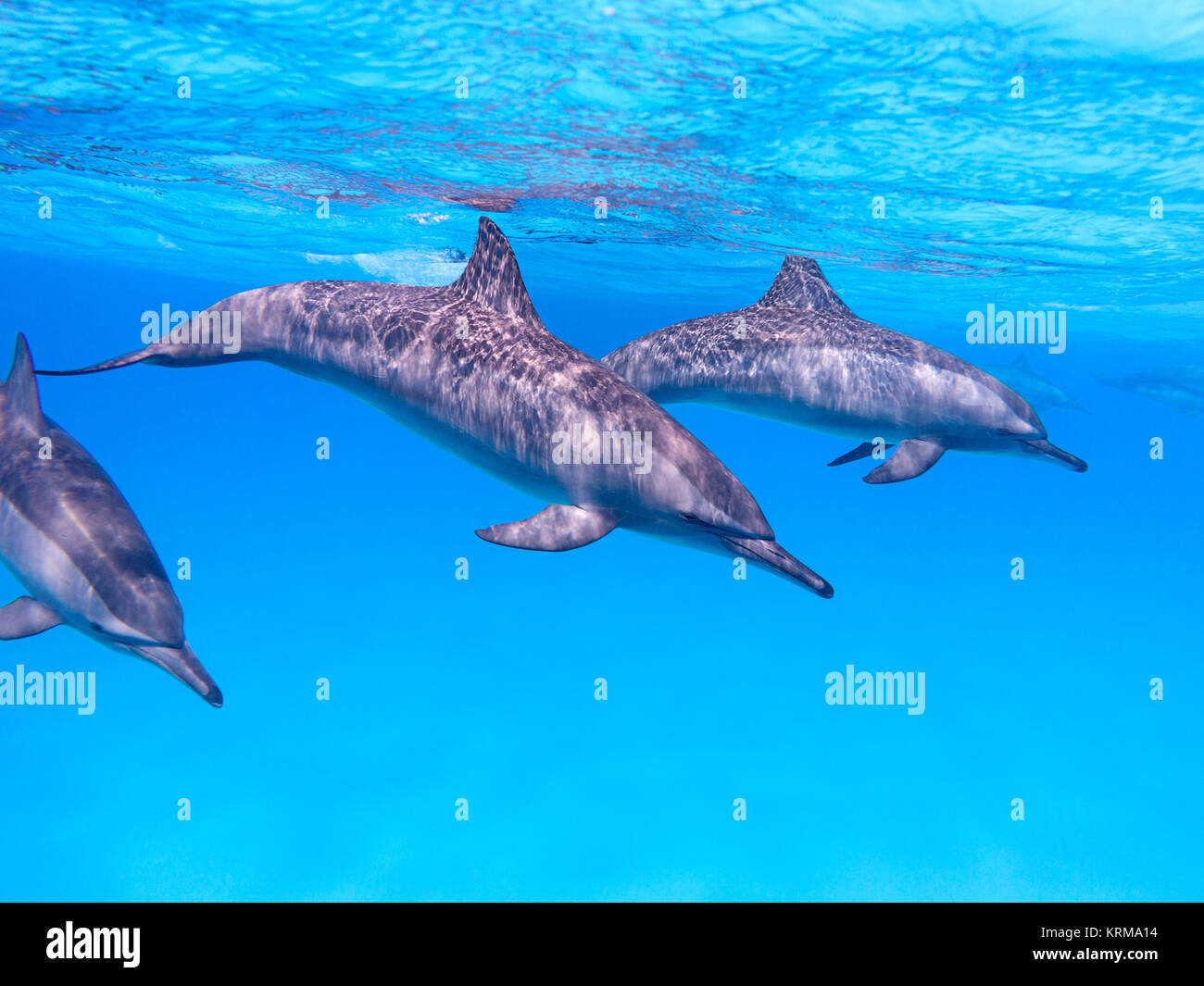 Group of dolphins in tropical sea, underwater Stock Photo - Alamy
