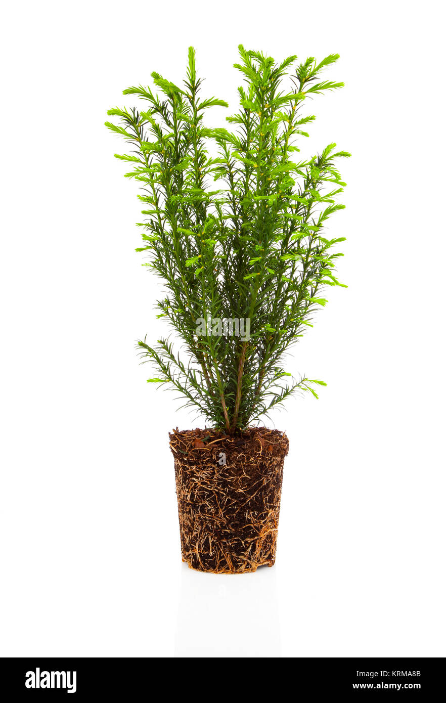 Thuja tree Cut Out Stock Images & Pictures - Alamy