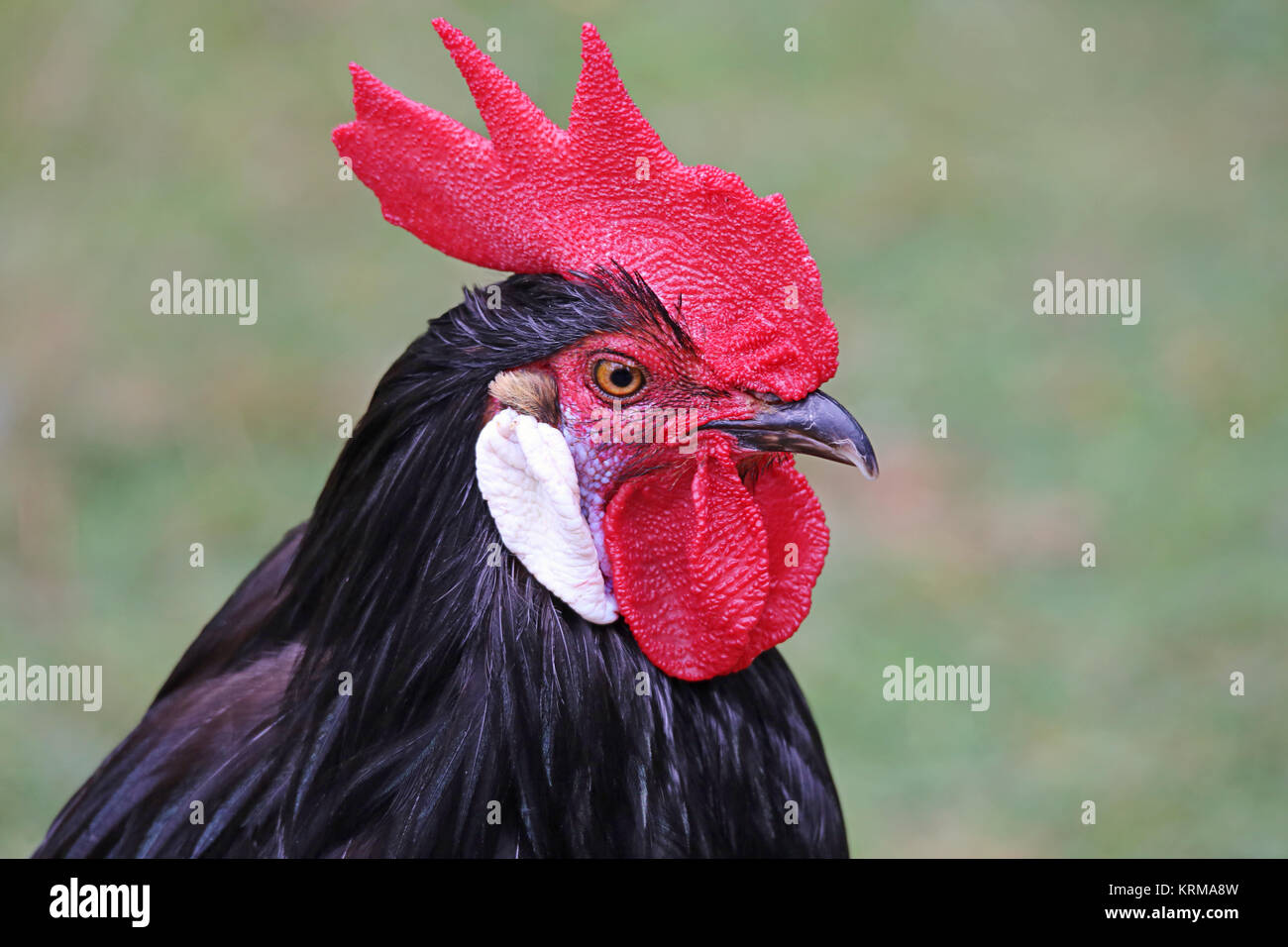rooster from the farmhouse chicken Stock Photo - Alamy