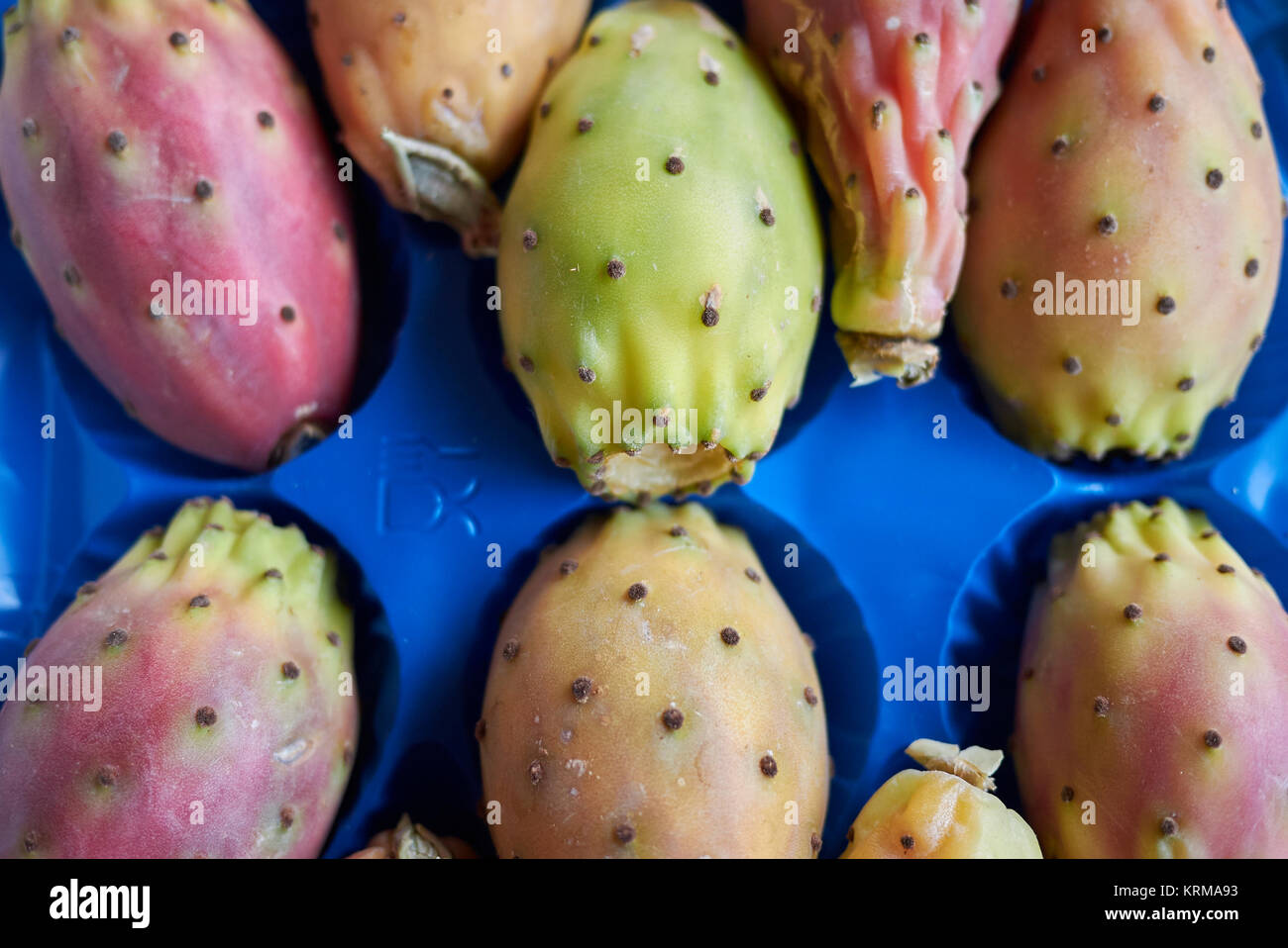 Multi colored prickly pear hi-res stock photography and images - Alamy