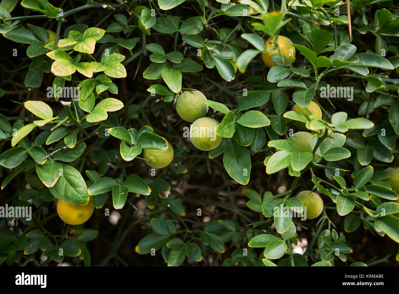 Poncirus trifoliata leaves hi-res stock photography and images - Alamy