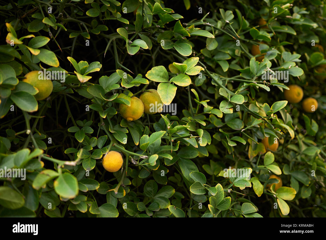 Poncirus trifoliata leaves hi-res stock photography and images - Alamy