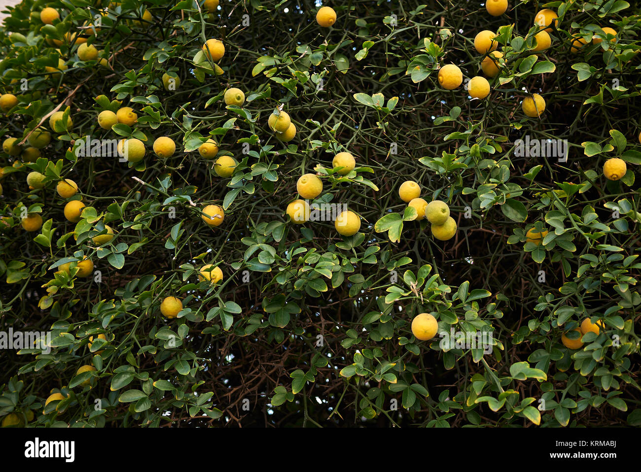 Poncirus trifoliata leaves hi-res stock photography and images - Alamy