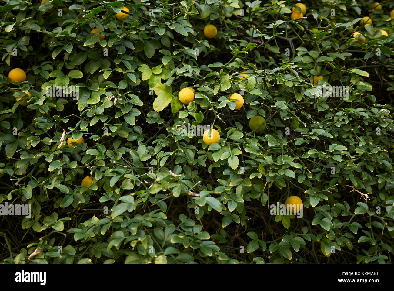 Poncirus trifoliata leaves hi-res stock photography and images - Alamy