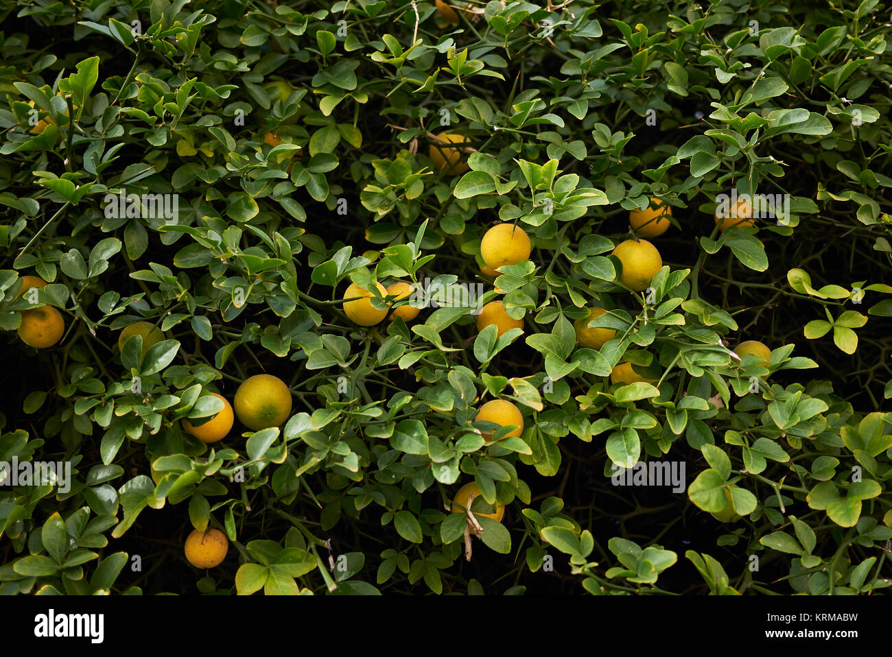 Poncirus trifoliata hi-res stock photography and images - Alamy