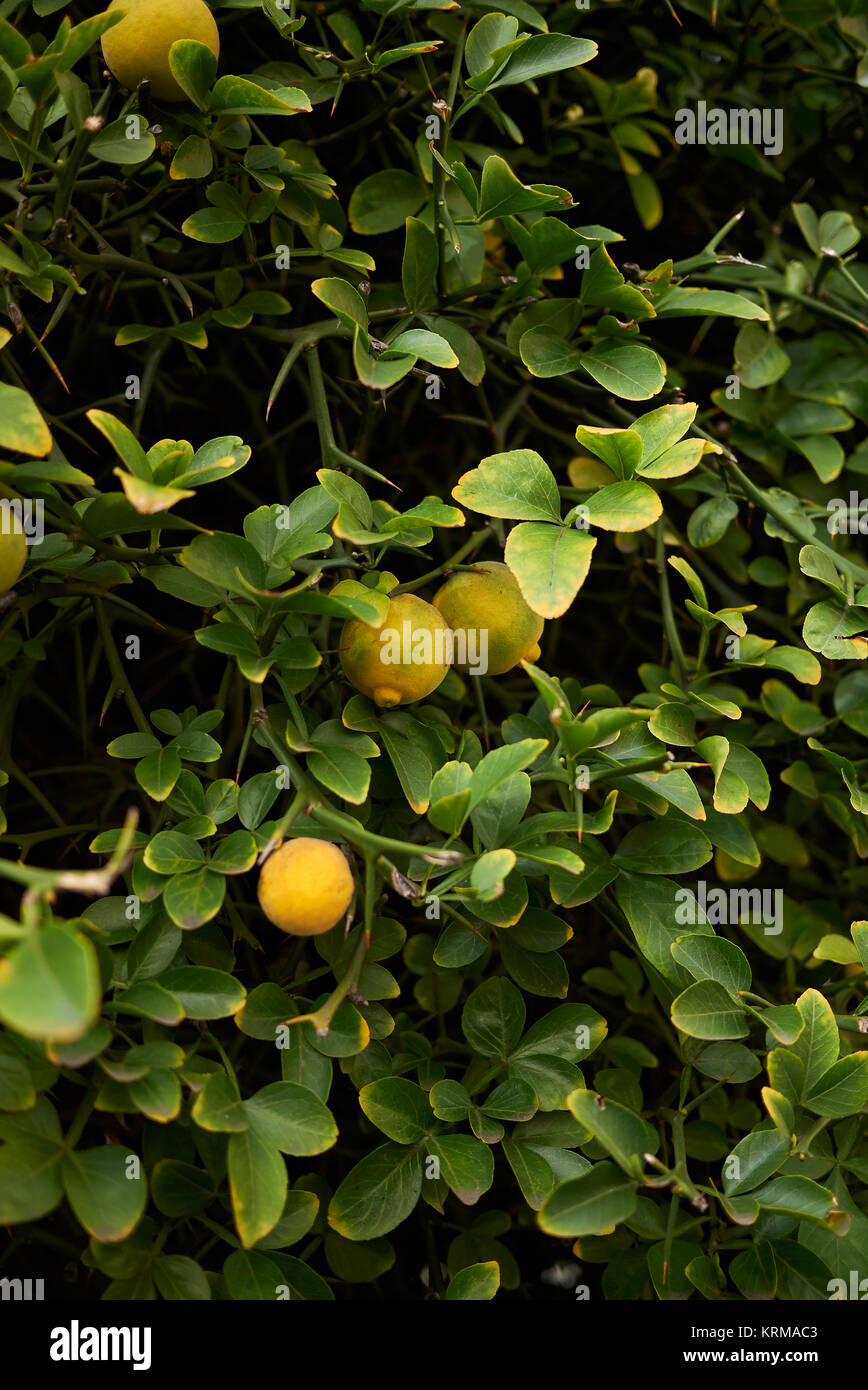 Poncirus trifoliata leaves hi-res stock photography and images - Alamy
