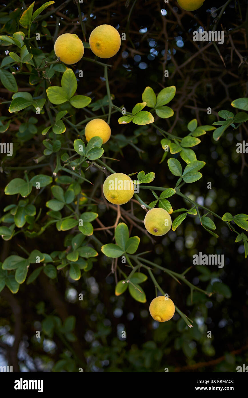Poncirus Stock Photos & Poncirus Stock Images - Alamy